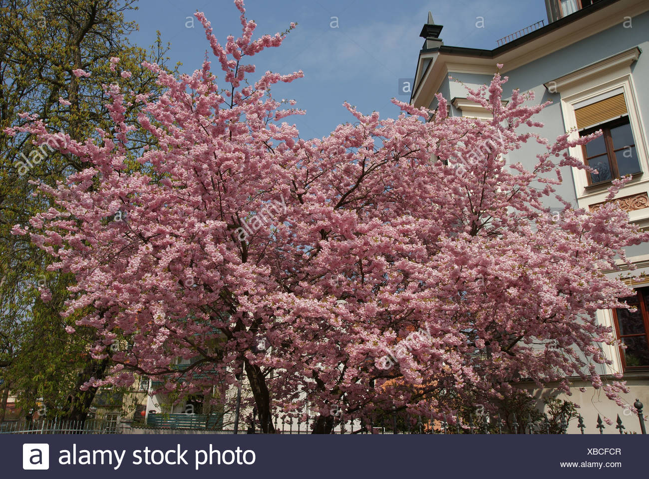 Prunus X Accolade High Resolution Stock Photography and Images - Alamy
