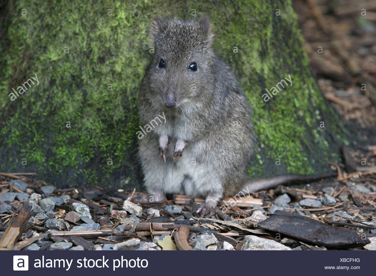Long Nosed Potoroo High Resolution Stock Photography and Images - Alamy