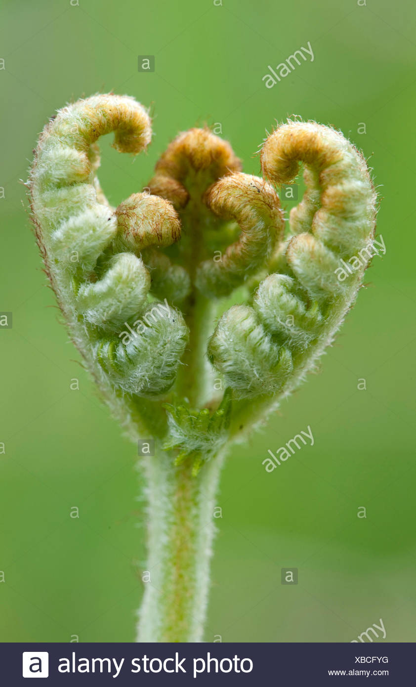 Fern Uncurling High Resolution Stock Photography and Images - Alamy