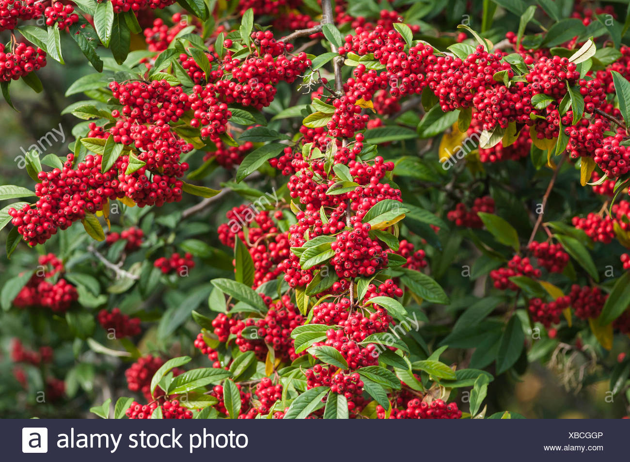 Cotoneaster Plant High Resolution Stock Photography and Images - Alamy