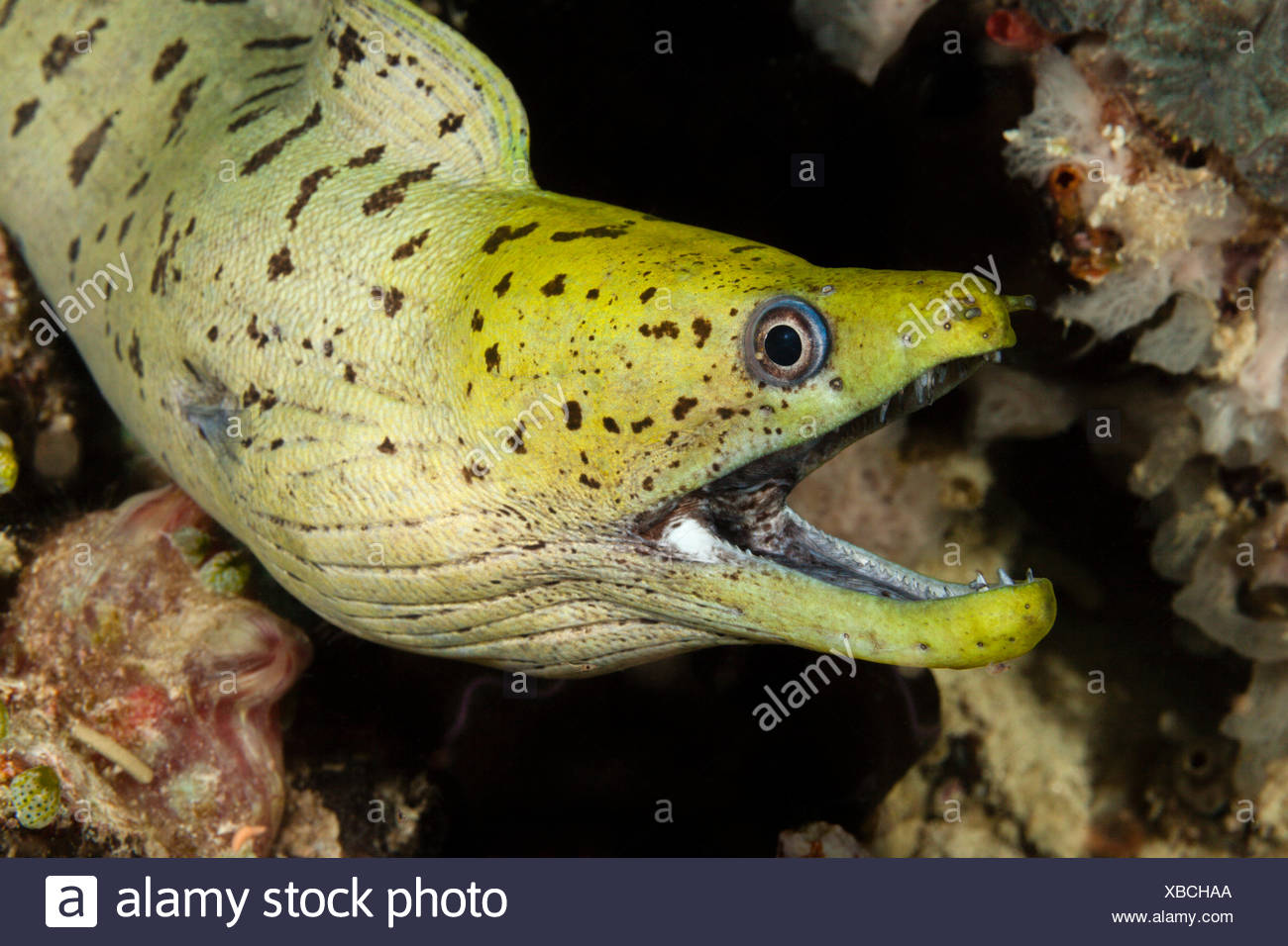 Fimbriated Moray High Resolution Stock Photography and Images - Alamy