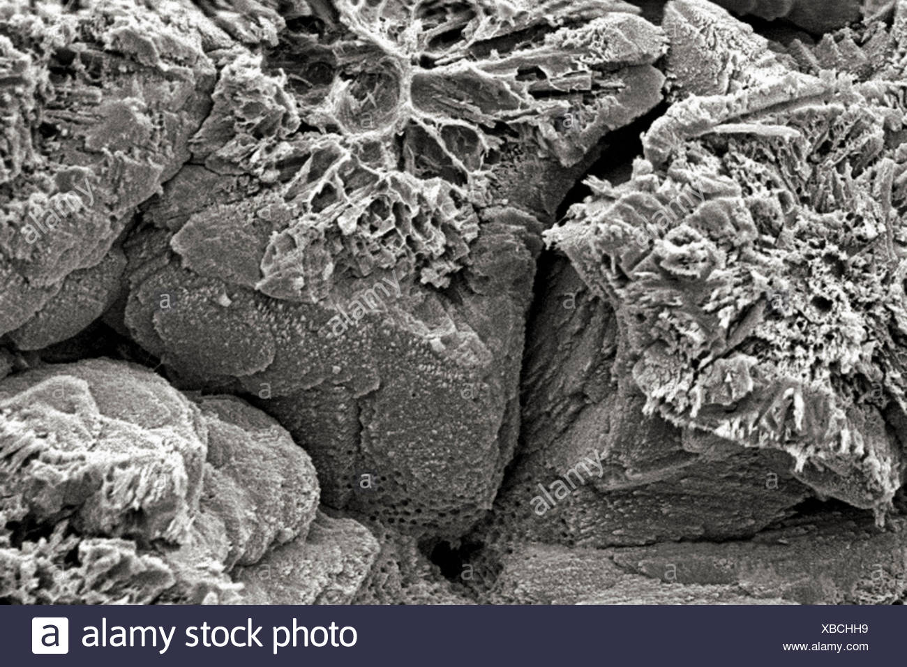 Eggshell Pores Stock Photos & Eggshell Pores Stock Images - Alamy