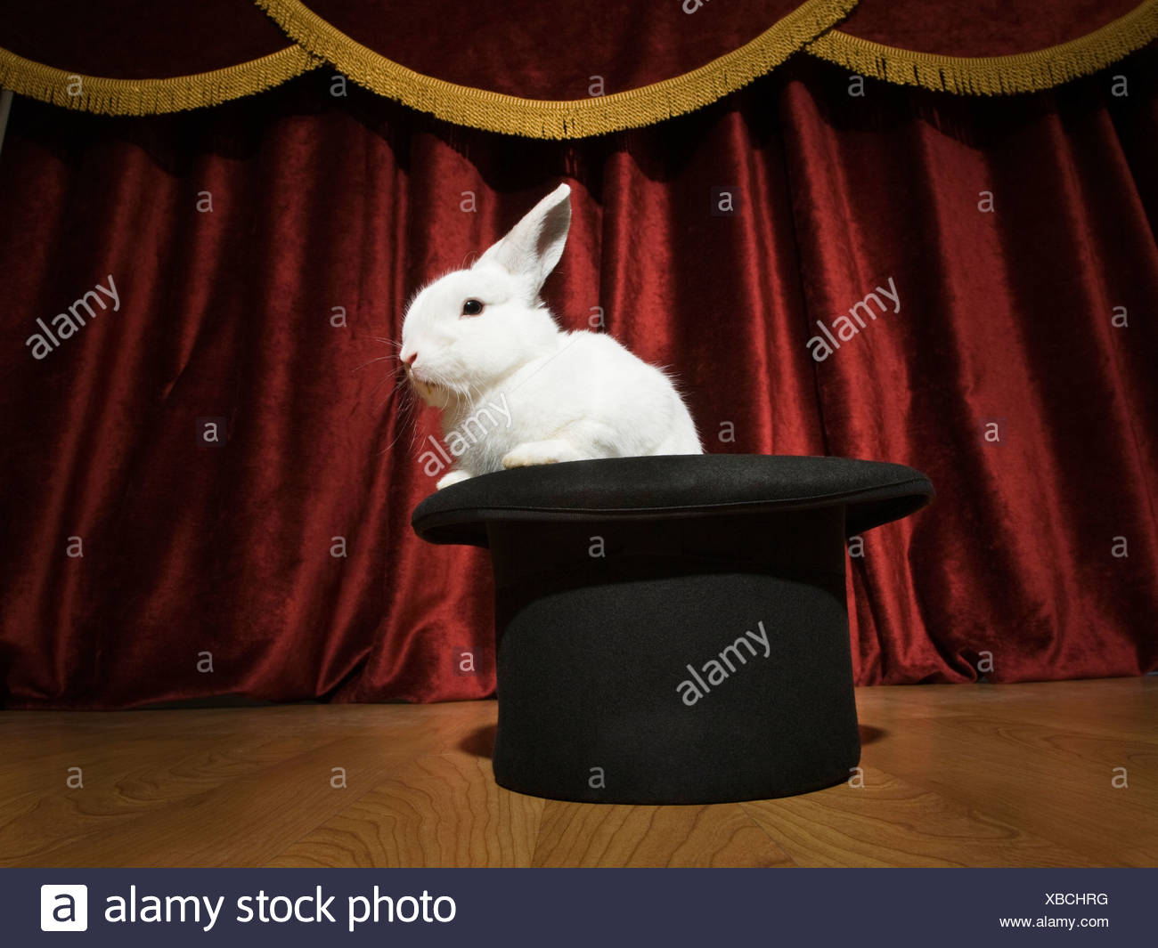 Pulling Rabbit Out Of Hat High Resolution Stock Photography and Images ...