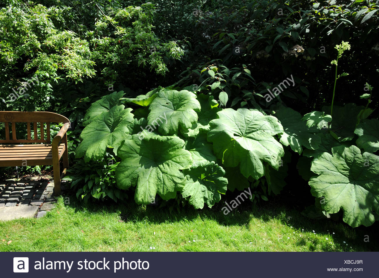 Astilboides Tabularis High Resolution Stock Photography and Images - Alamy
