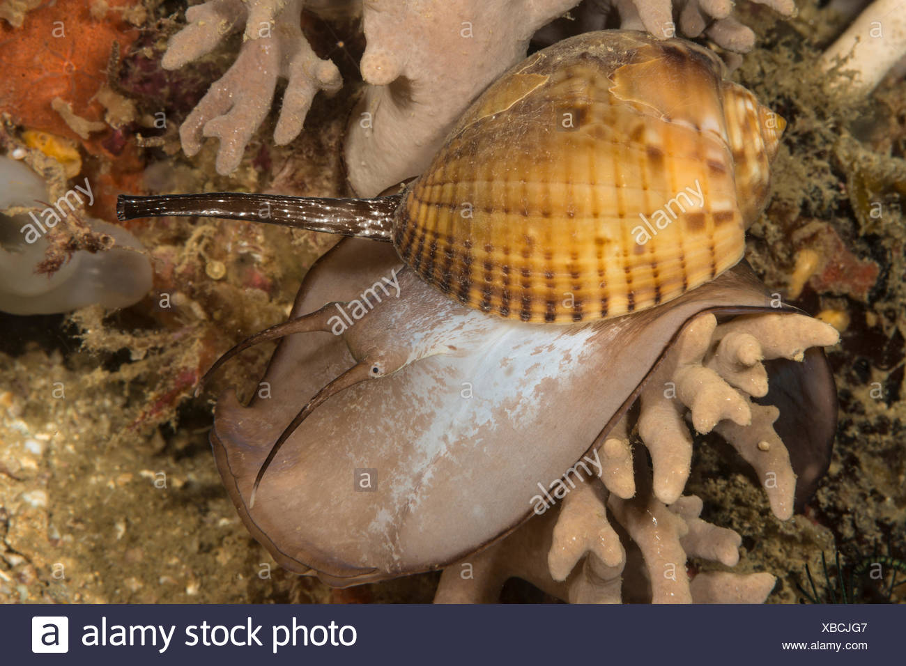 Tonna Canaliculata High Resolution Stock Photography and Images - Alamy