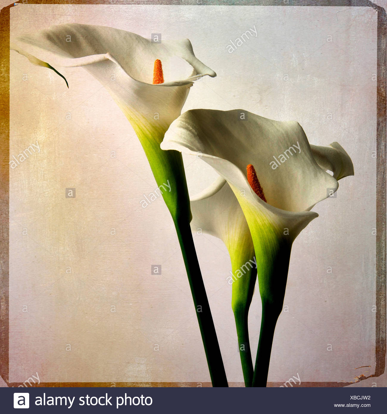 Flypaper Plants High Resolution Stock Photography and Images - Alamy