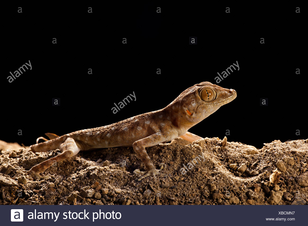 Gecko Foot Stock Photos & Gecko Foot Stock Images - Alamy