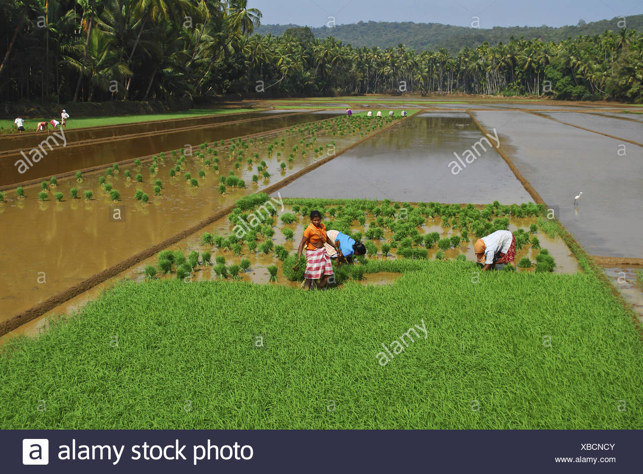 Rice Paddy Goa India High Resolution Stock Photography and Images - Alamy