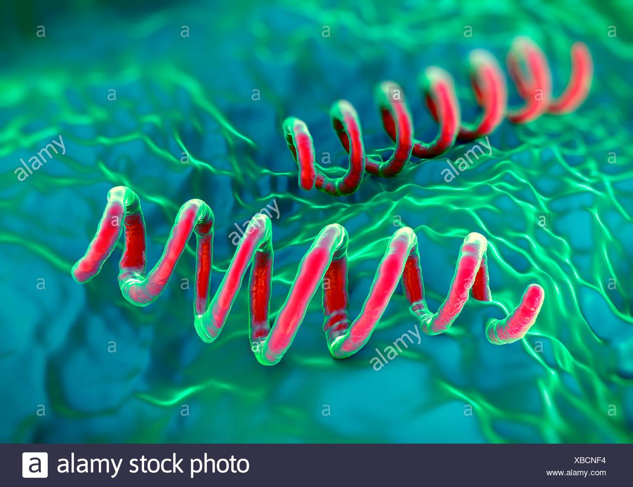 Treponema Pallidum Bacteria High Resolution Stock Photography and ...
