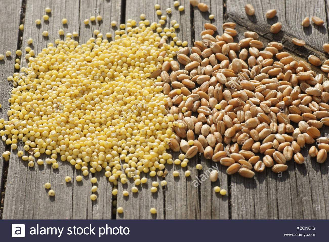 Millet Wheat High Resolution Stock Photography and Images - Alamy
