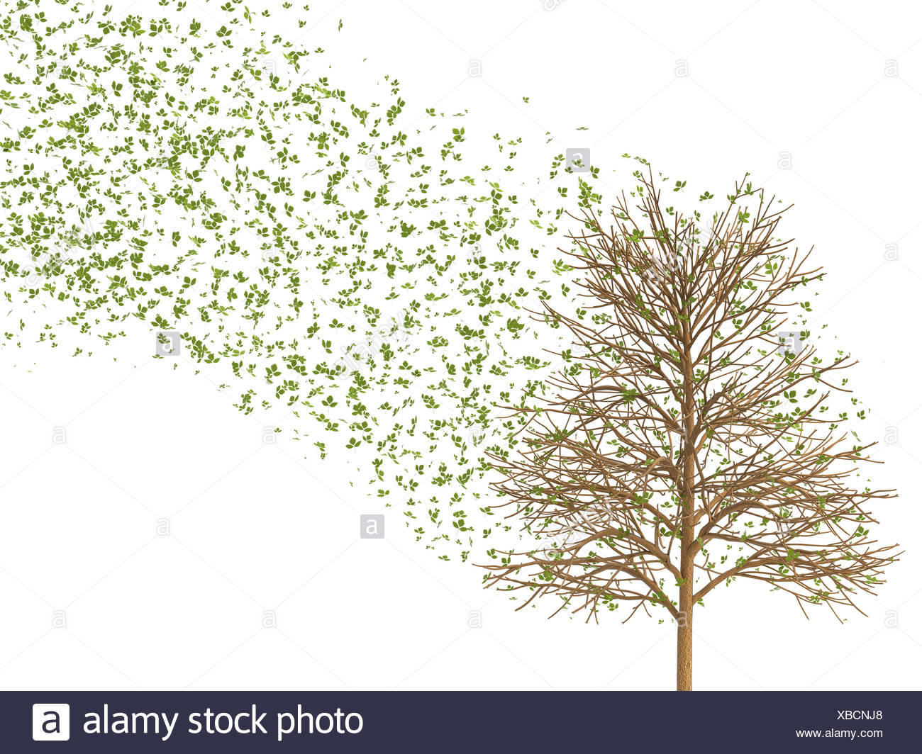Leaf In The Air Falling High Resolution Stock Photography and Images ...