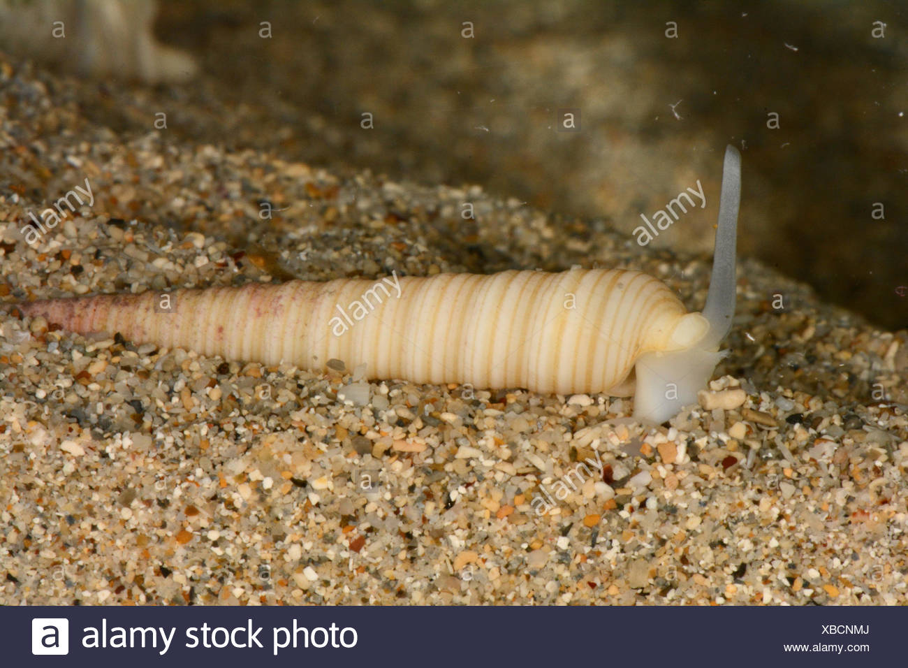 Auger Shell High Resolution Stock Photography and Images - Alamy