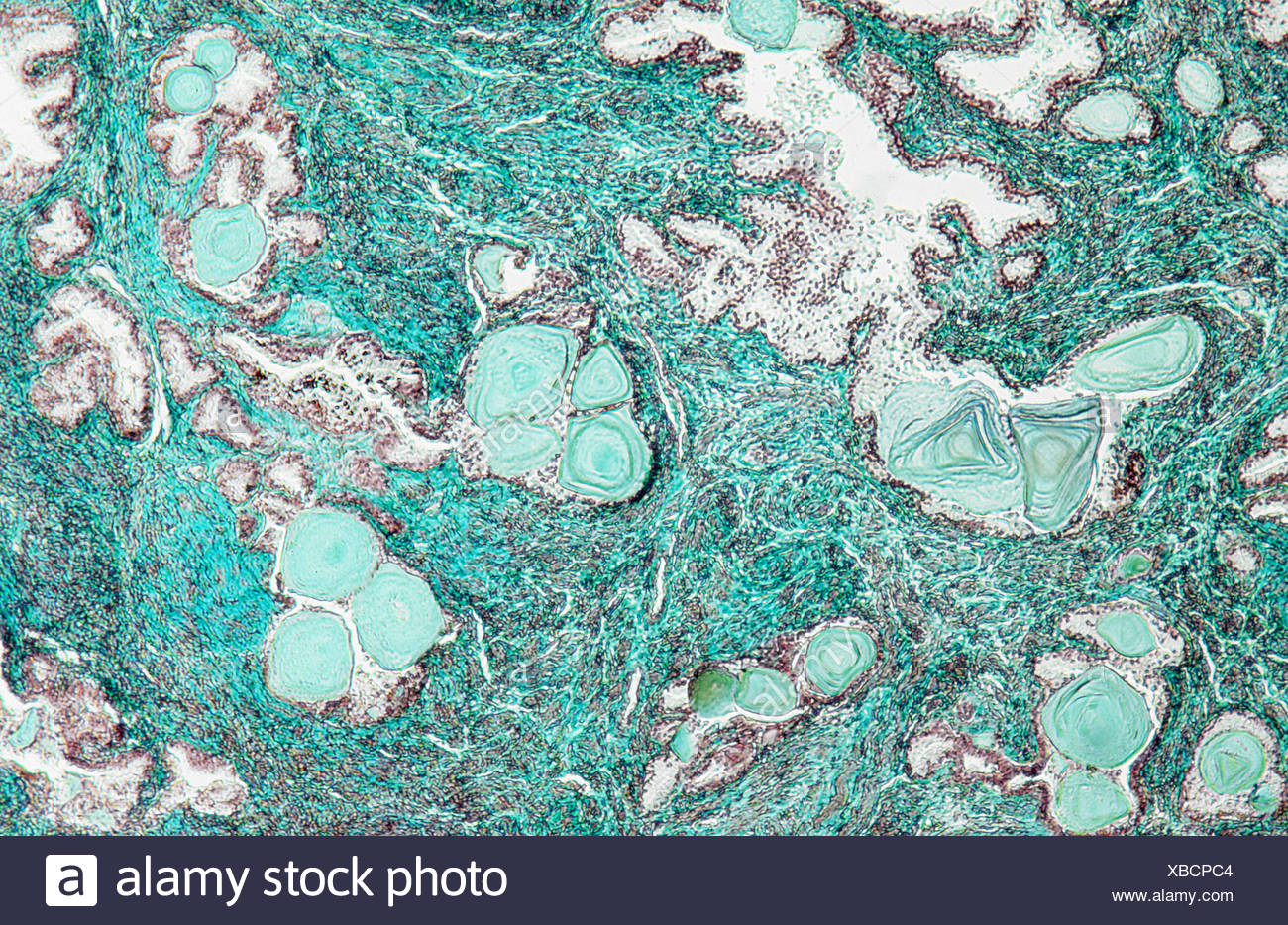 Microscope Section High Resolution Stock Photography and Images - Alamy