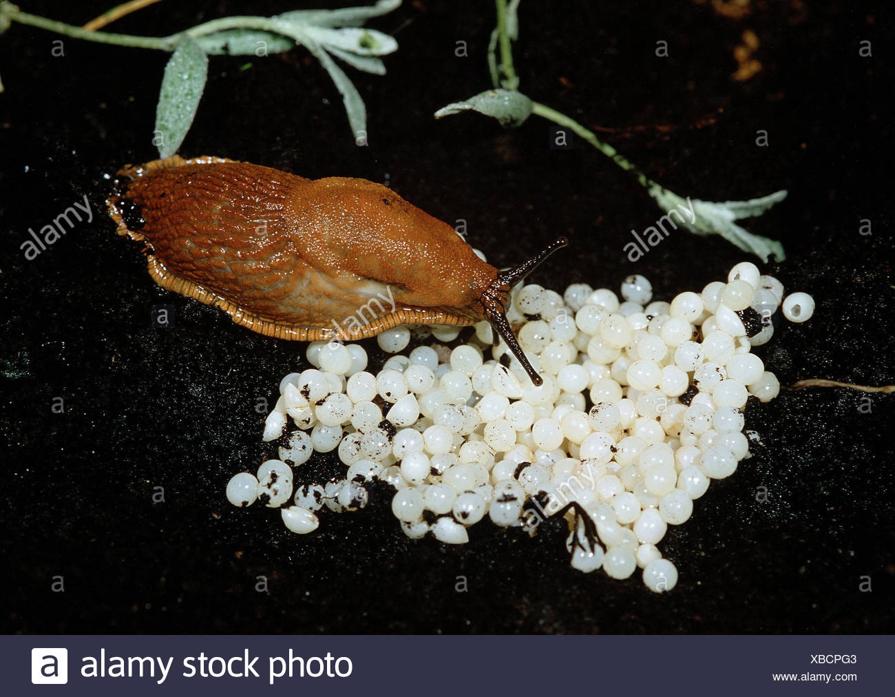 Egg Cluster High Resolution Stock Photography and Images - Alamy