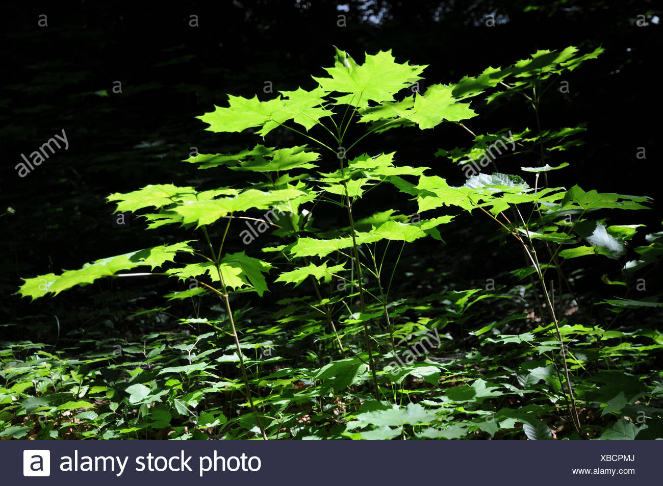Norway Maples High Resolution Stock Photography and Images - Alamy