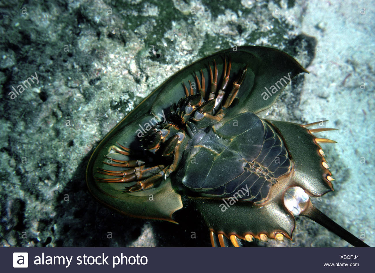 Shoe Distribution High Resolution Stock Photography and Images - Alamy