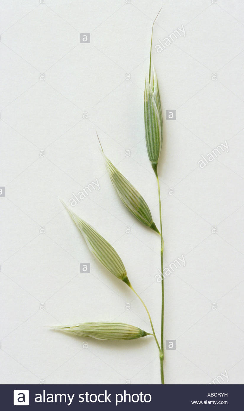 Oat Panicle High Resolution Stock Photography and Images - Alamy