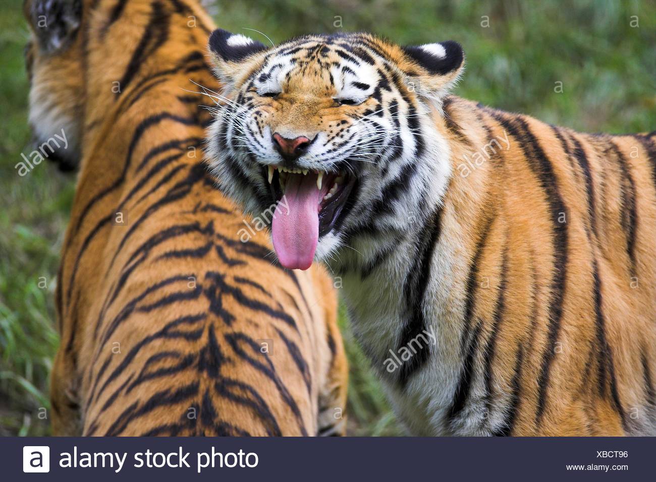 Tigers Head High Resolution Stock Photography and Images - Alamy