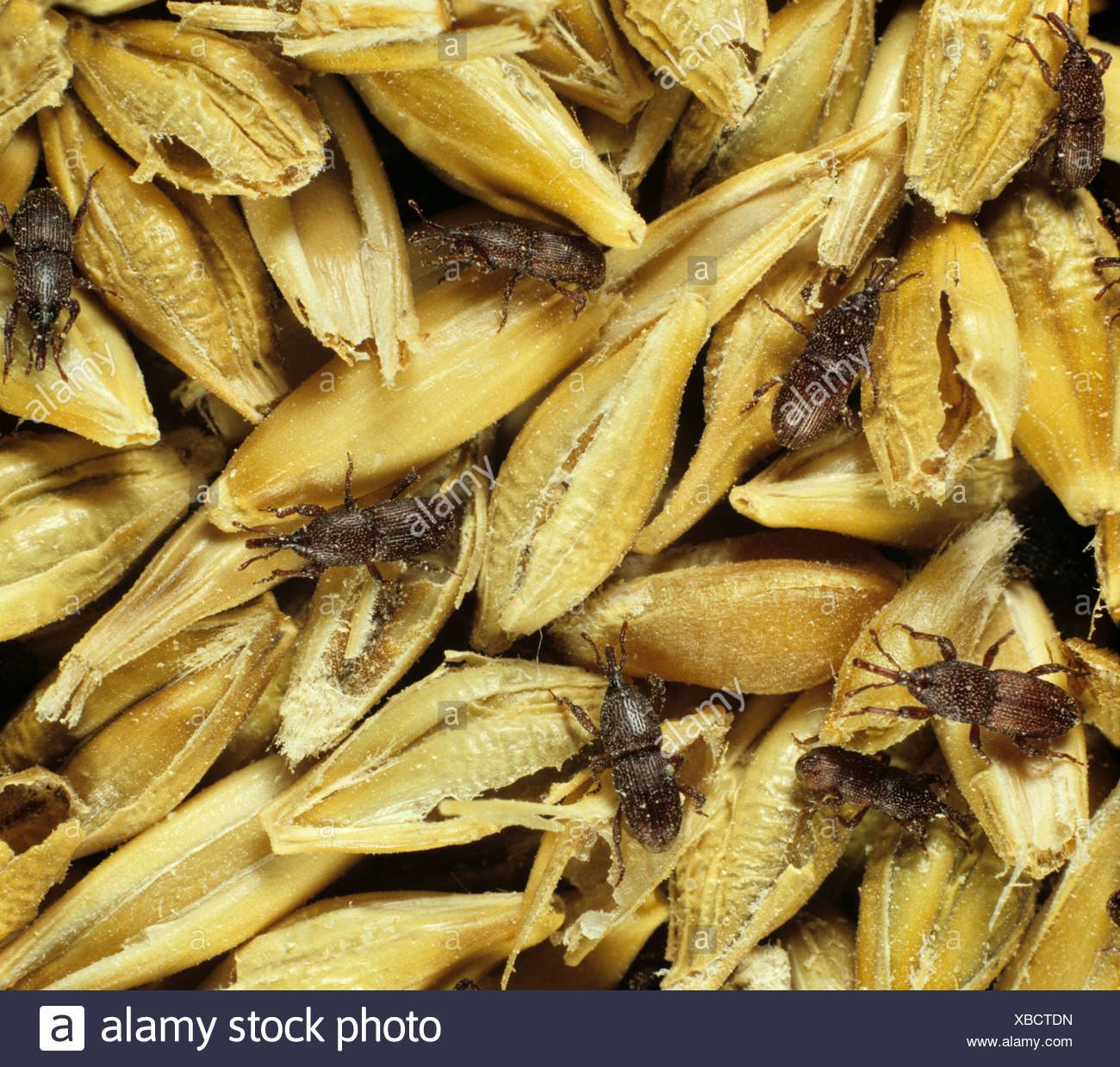 Grain Weevil Sitophilus Granarius Stock Photos & Grain Weevil ...