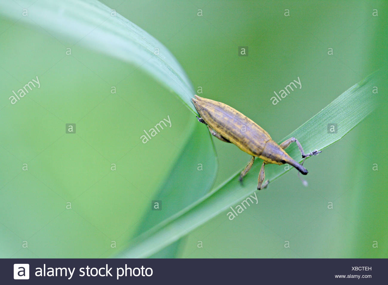 Lixus Iridis Stock Photos & Lixus Iridis Stock Images - Alamy