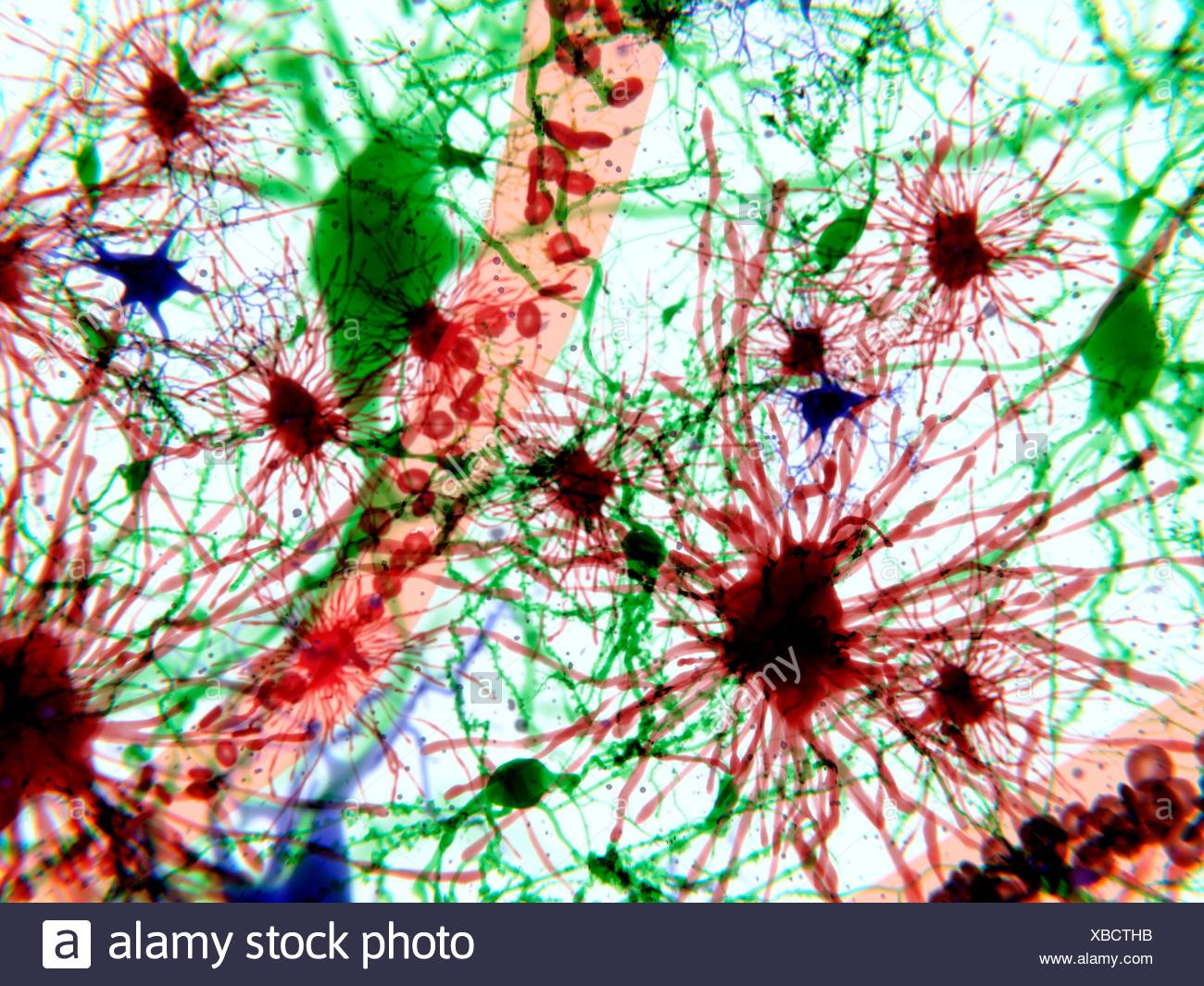 Microglia Cells High Resolution Stock Photography and Images - Alamy