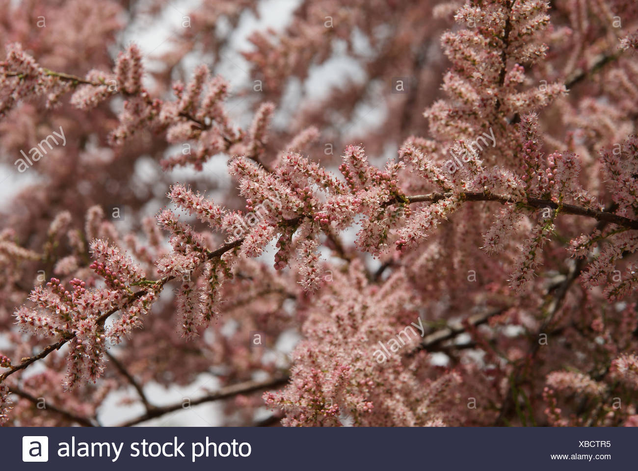 Tamarix Parviflora High Resolution Stock Photography and Images - Alamy