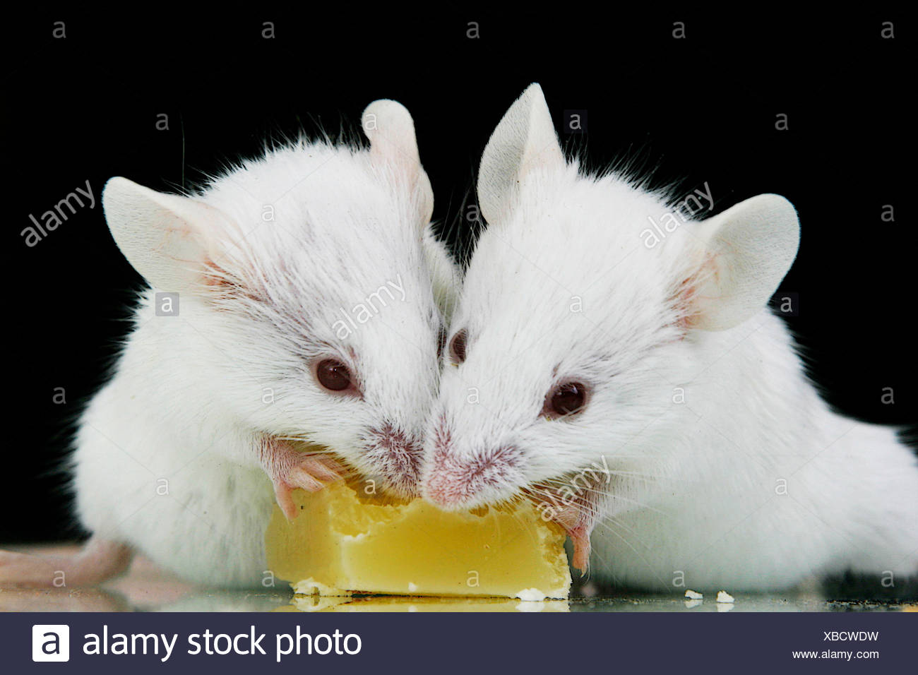 Fancy White Mouse High Resolution Stock Photography and Images - Alamy