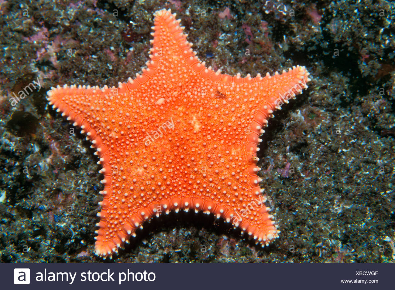 Cushion Starfish Stock Photos & Cushion Starfish Stock Images - Alamy