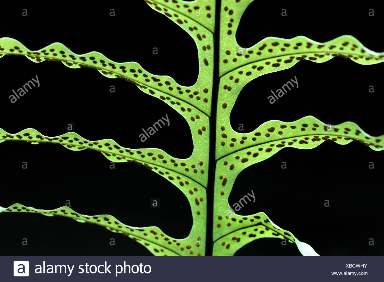 Sporangis High Resolution Stock Photography and Images - Alamy