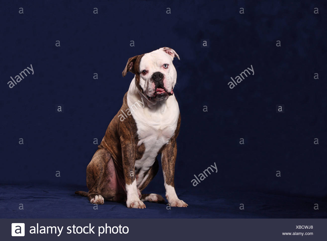 White American Bulldog Sitting Stock Photos & White American Bulldog ...