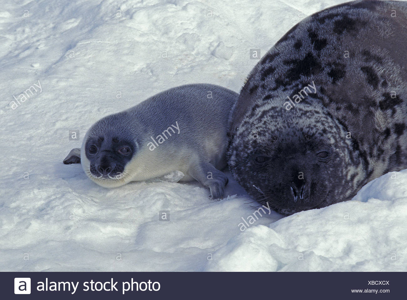 Hooded Seals High Resolution Stock Photography and Images - Alamy