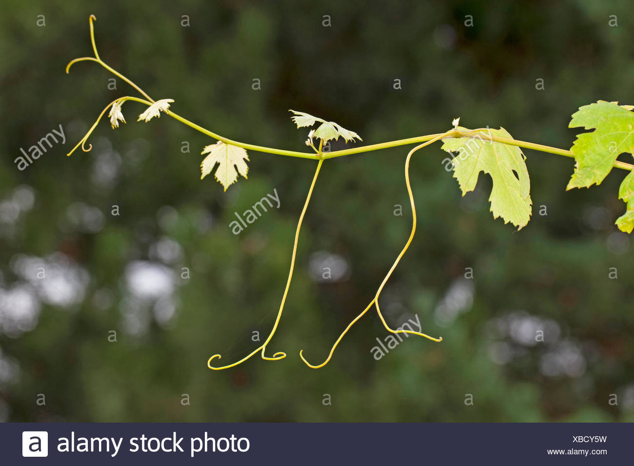 Climbing Vine Tendril High Resolution Stock Photography and Images - Alamy