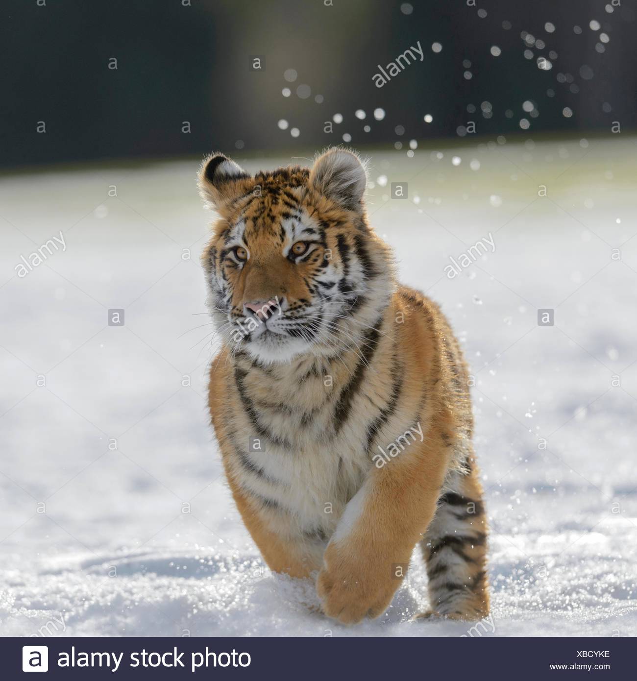 Tiger Run Snow High Resolution Stock Photography and Images - Alamy