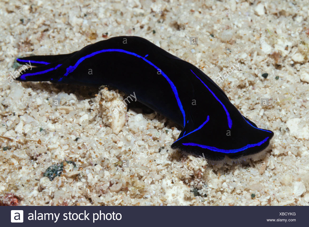 Sea Slug Stock Photos & Sea Slug Stock Images - Alamy