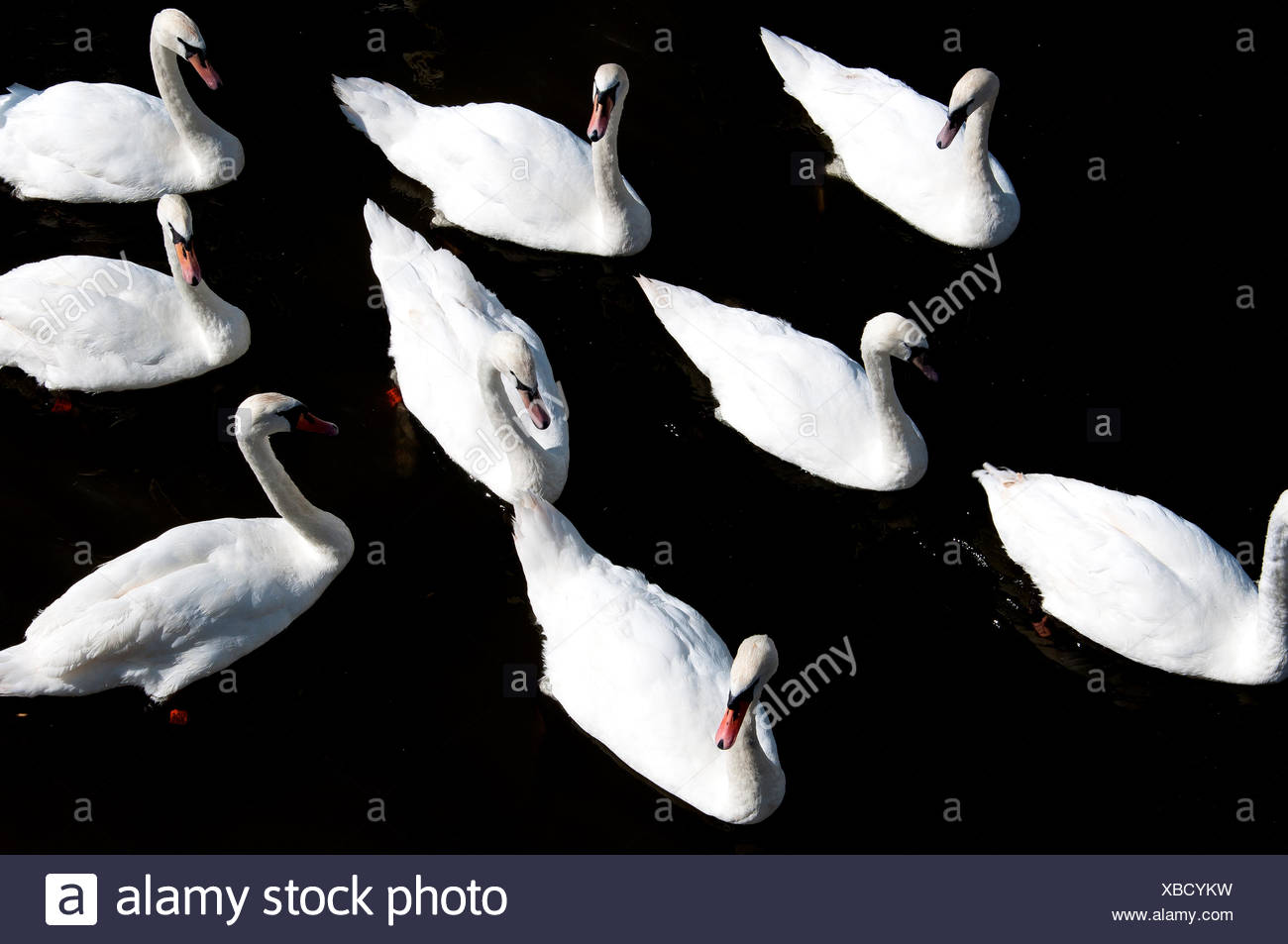 Group Of Swans High Resolution Stock Photography and Images - Alamy