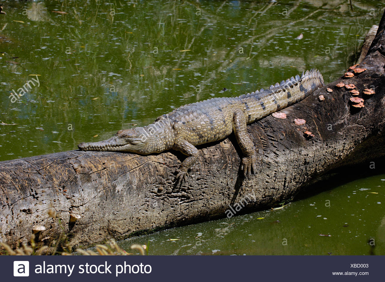 Crocodylus Johnsoni High Resolution Stock Photography and Images - Alamy