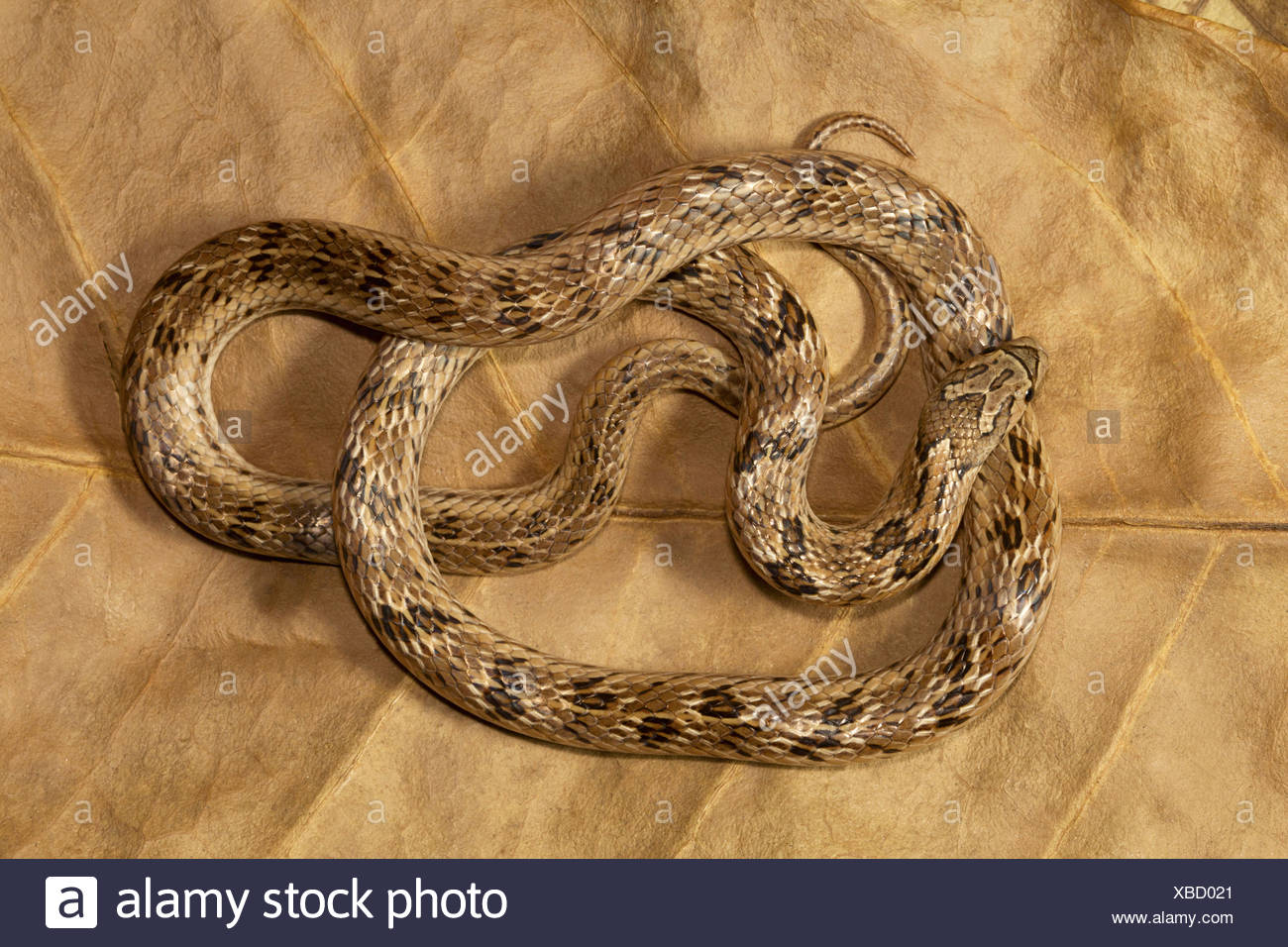 Kukri Stock Photos & Kukri Stock Images - Alamy