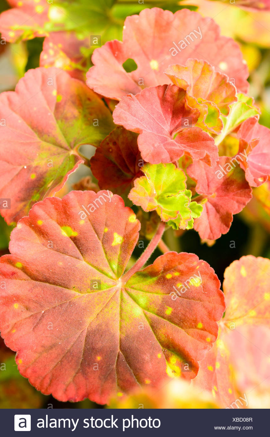 Variegated Leaf Geranium High Resolution Stock Photography and Images ...