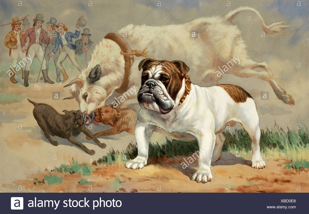 English Bulldog Illustration Stock Photos & English Bulldog ...