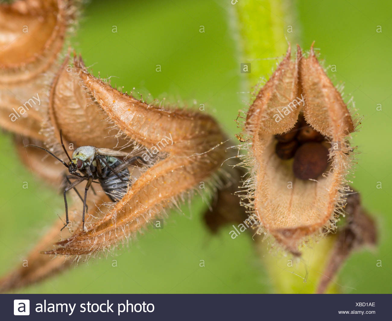 Capsid Bug Stock Photos & Capsid Bug Stock Images - Alamy
