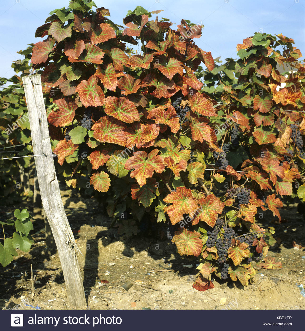 Magnesium Deficiency Leaves High Resolution Stock Photography and ...