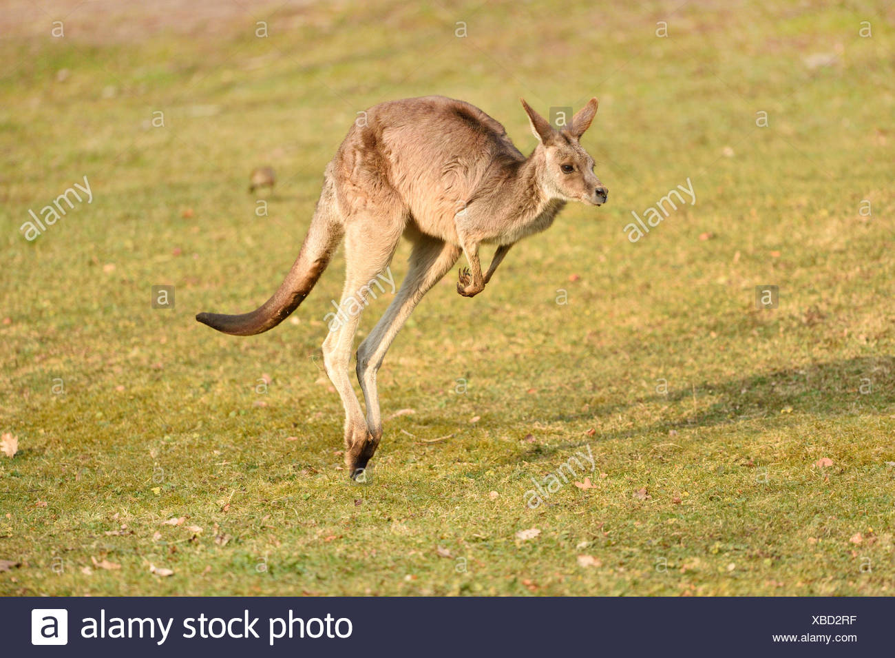Kangaroo In Movement High Resolution Stock Photography and Images - Alamy