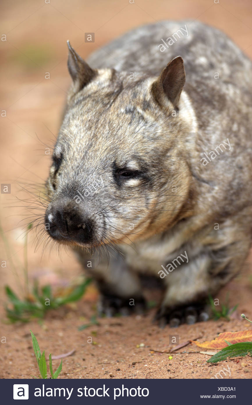 Wombat Running High Resolution Stock Photography and Images - Alamy
