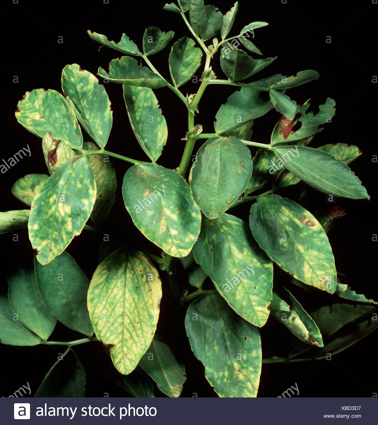 Faba Bean Disease Stock Photos & Faba Bean Disease Stock Images - Alamy