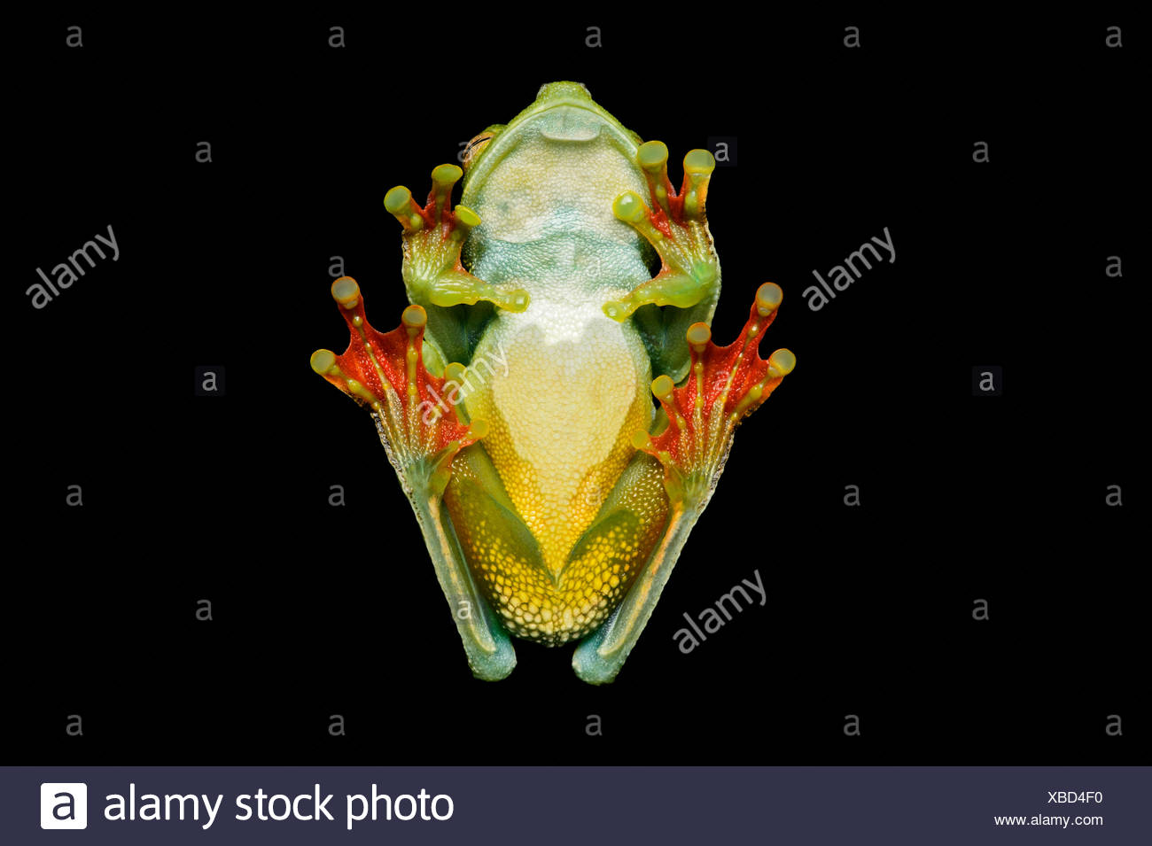 Rainforest Frog High Resolution Stock Photography and Images - Alamy