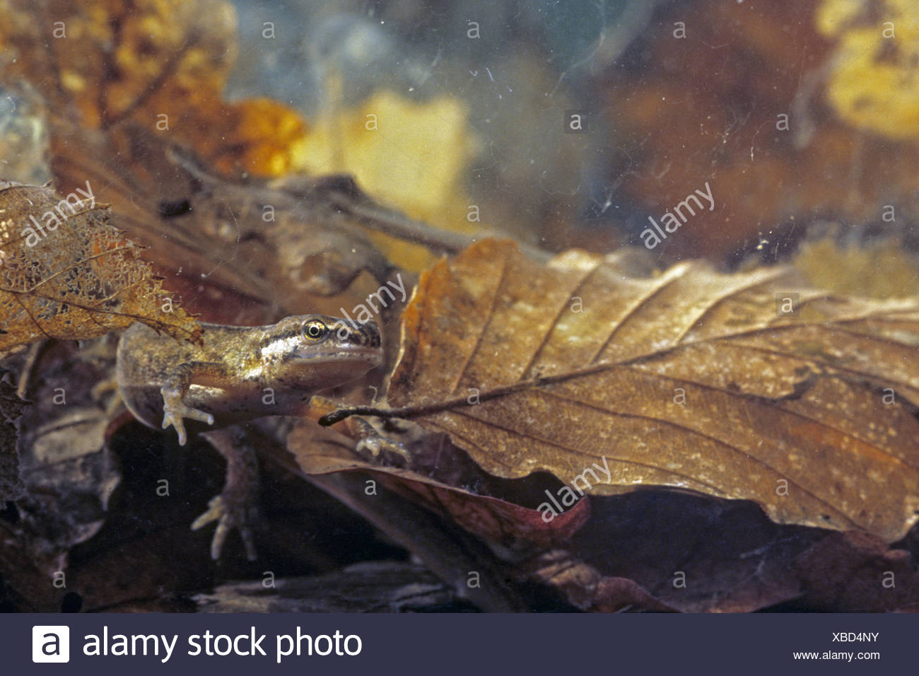 Northern Smooth Newt High Resolution Stock Photography and Images - Alamy