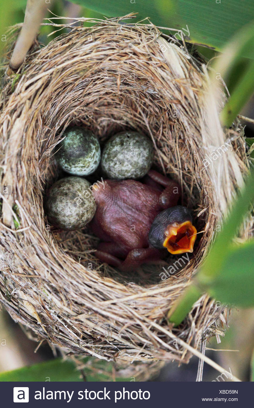 Nest Parasitism High Resolution Stock Photography and Images - Alamy