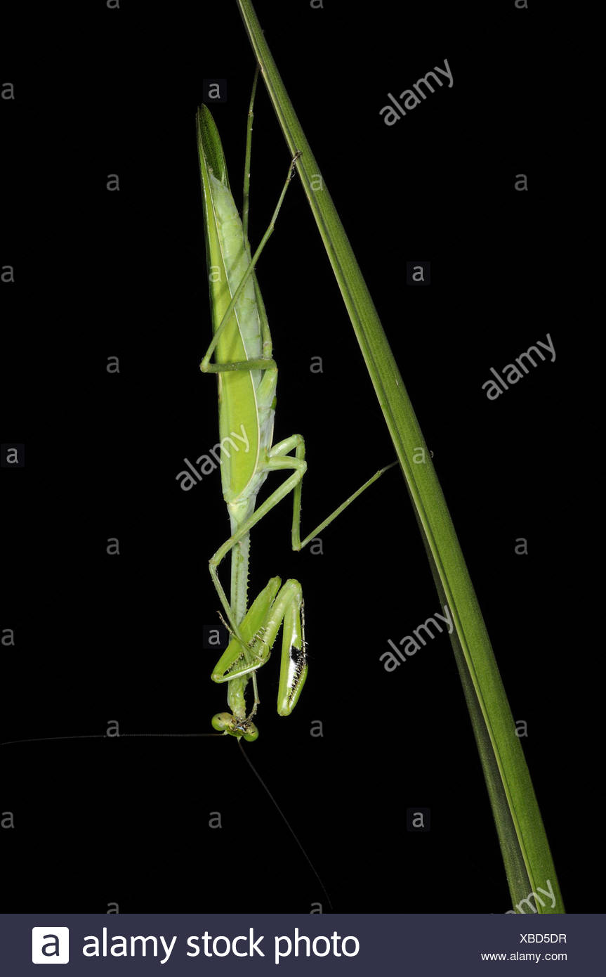 Resting Praying Mantis High Resolution Stock Photography and Images - Alamy