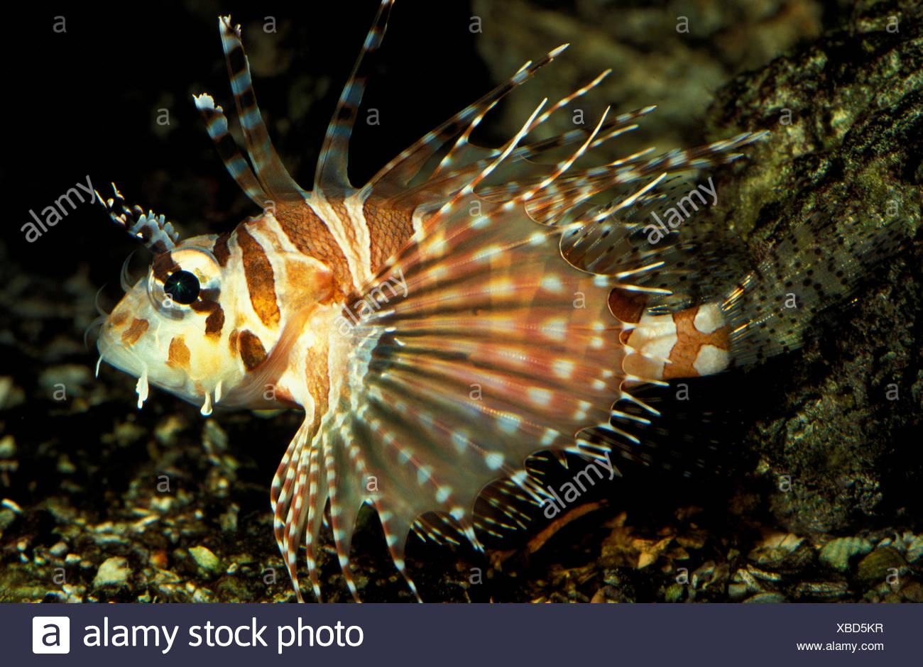 Venomous Mammals High Resolution Stock Photography and Images - Alamy