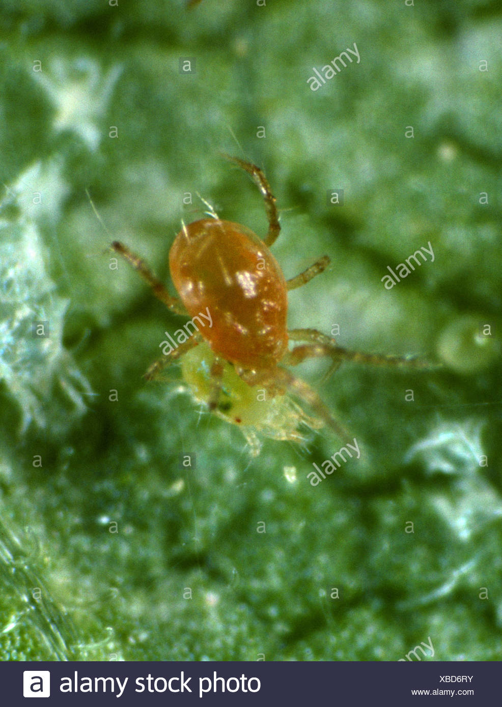 Spider Mite Spotted High Resolution Stock Photography and Images - Alamy